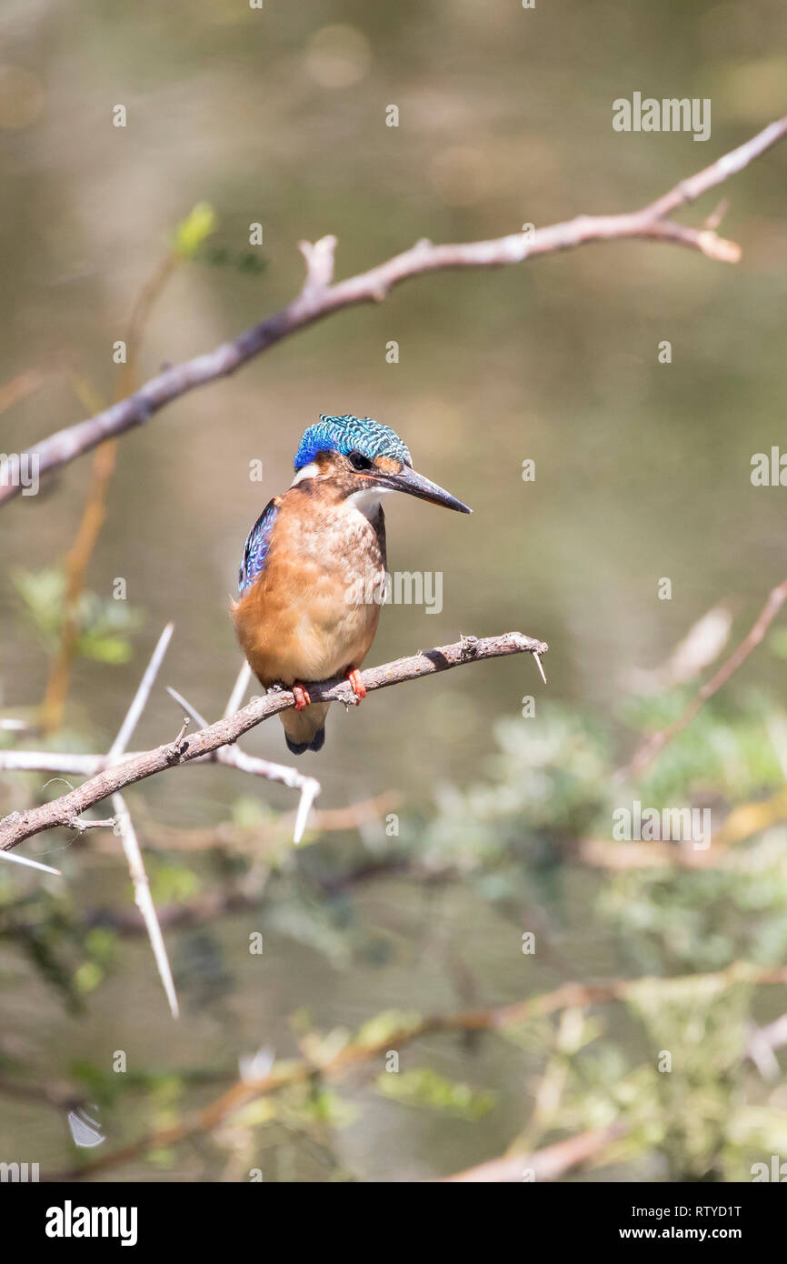 14cm High Resolution Stock Photography and Images - Alamy