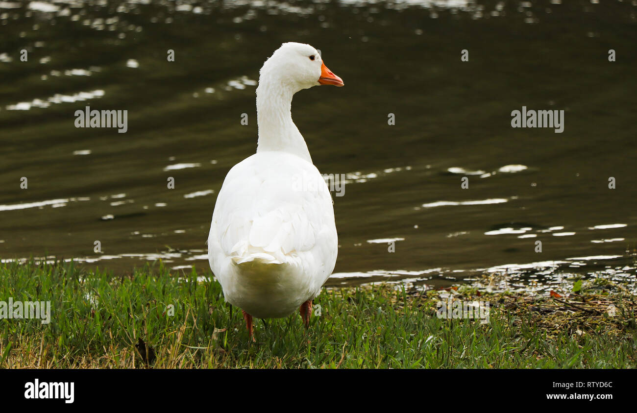 Beautiful White Goose