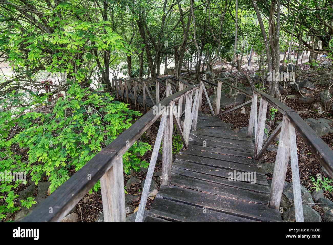 Path of rustic wood through the petrified forest of Puyango Stock Photo ...