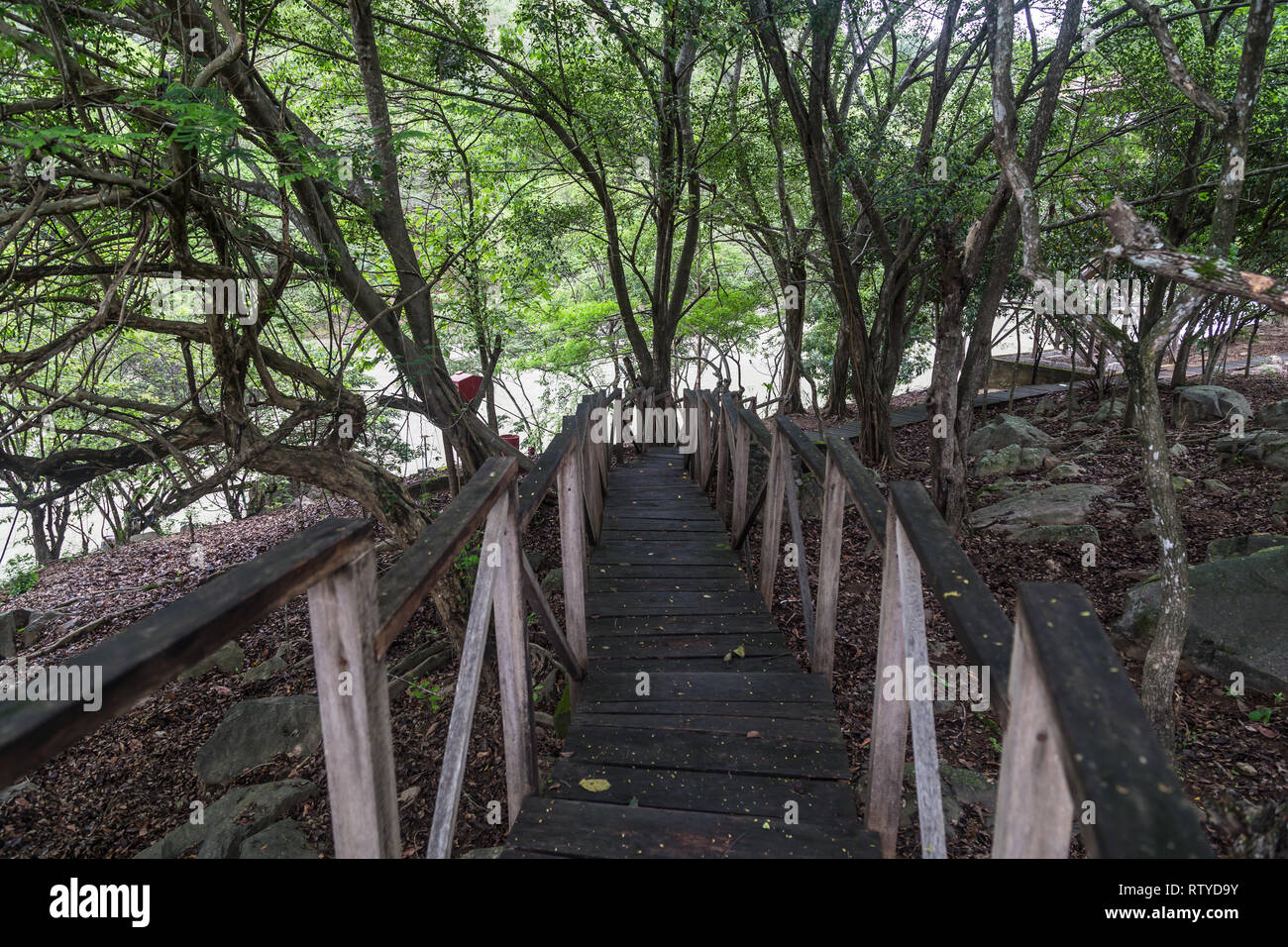 Path of rustic wood through the petrified forest of Puyango Stock Photo ...
