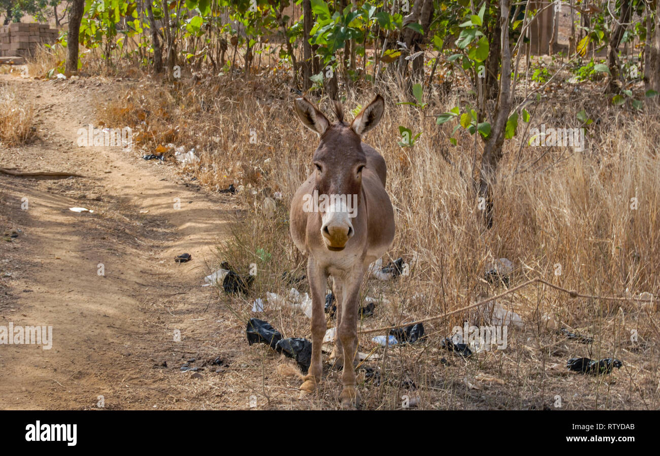 A nice portrait of a domestic donkey wandering around in the savanna ...
