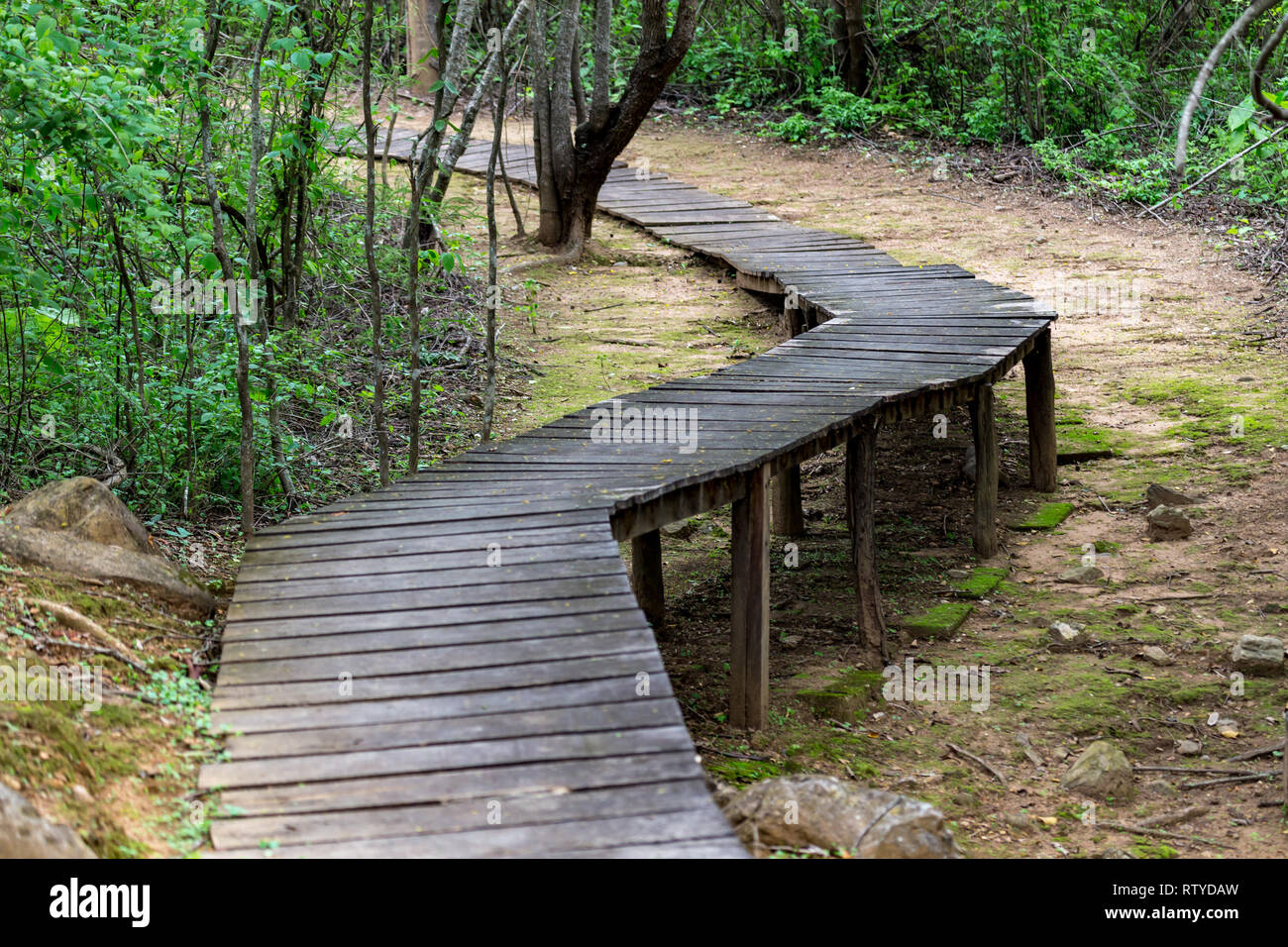 Path of rustic wood through the petrified forest of Puyango Stock Photo ...