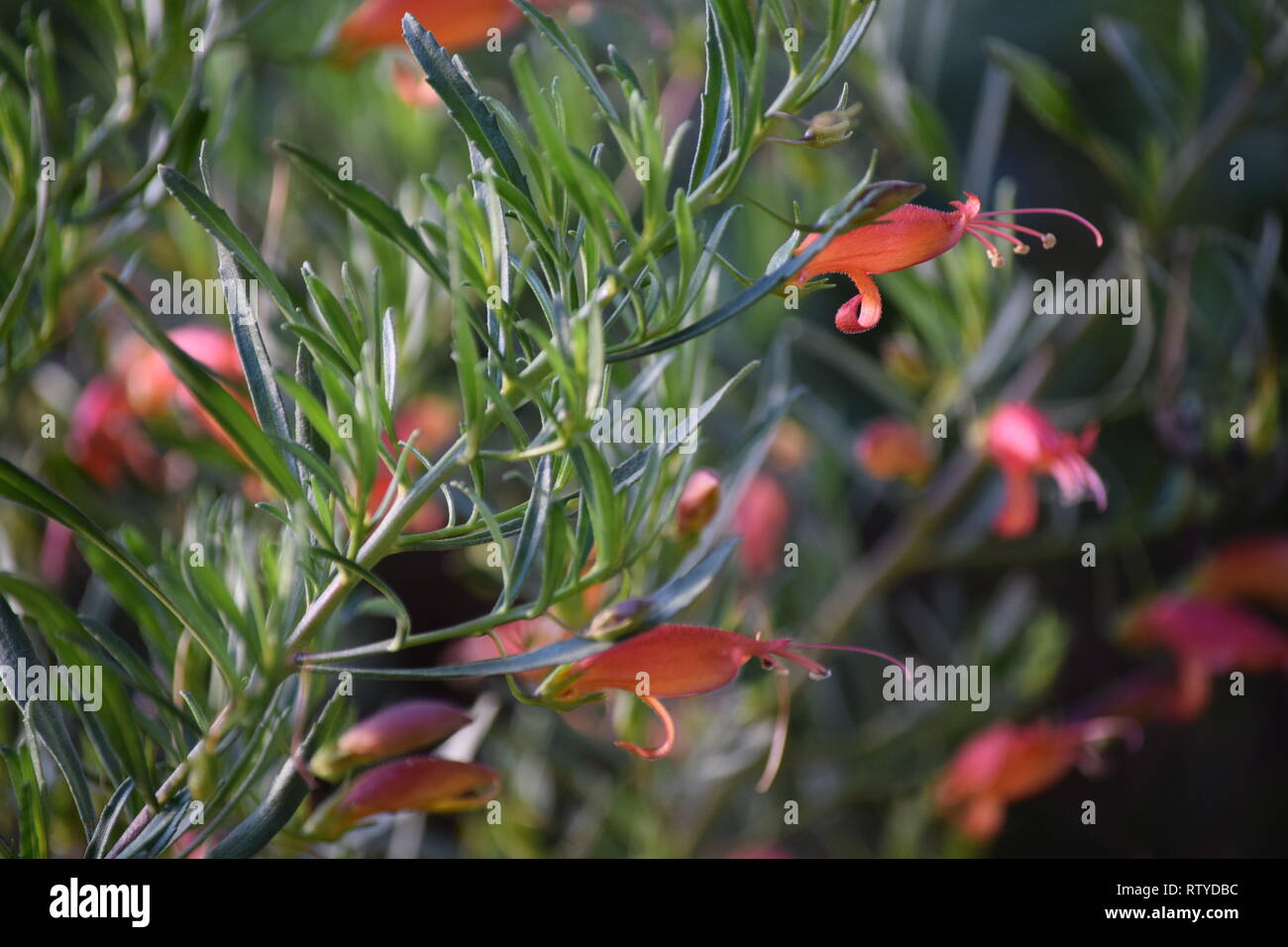 Beautiful flowers bloom in the Arizona desert following spring rains ...