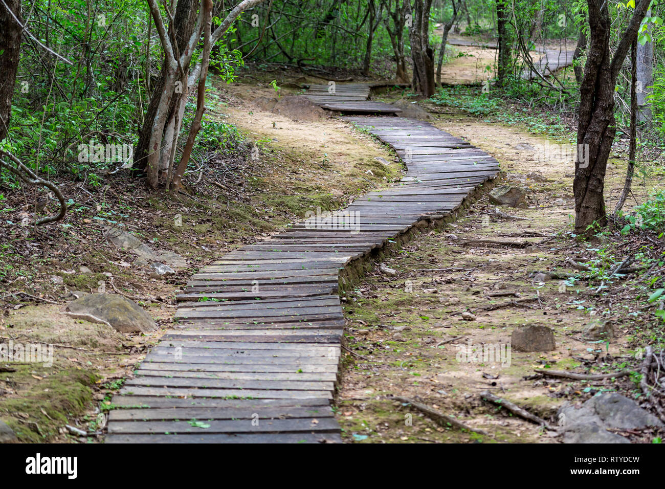 Path of rustic wood through the petrified forest of Puyango Stock Photo ...