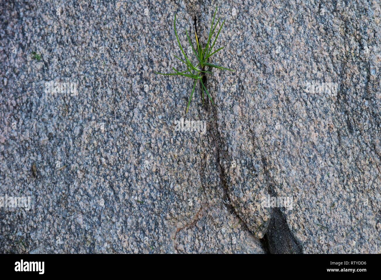Small tuft of grass sprouts from a large rock Stock Photo - Alamy