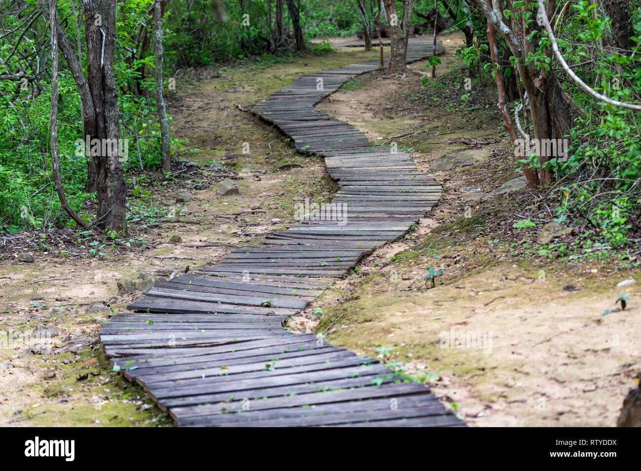 Path of rustic wood through the petrified forest of Puyango Stock Photo ...