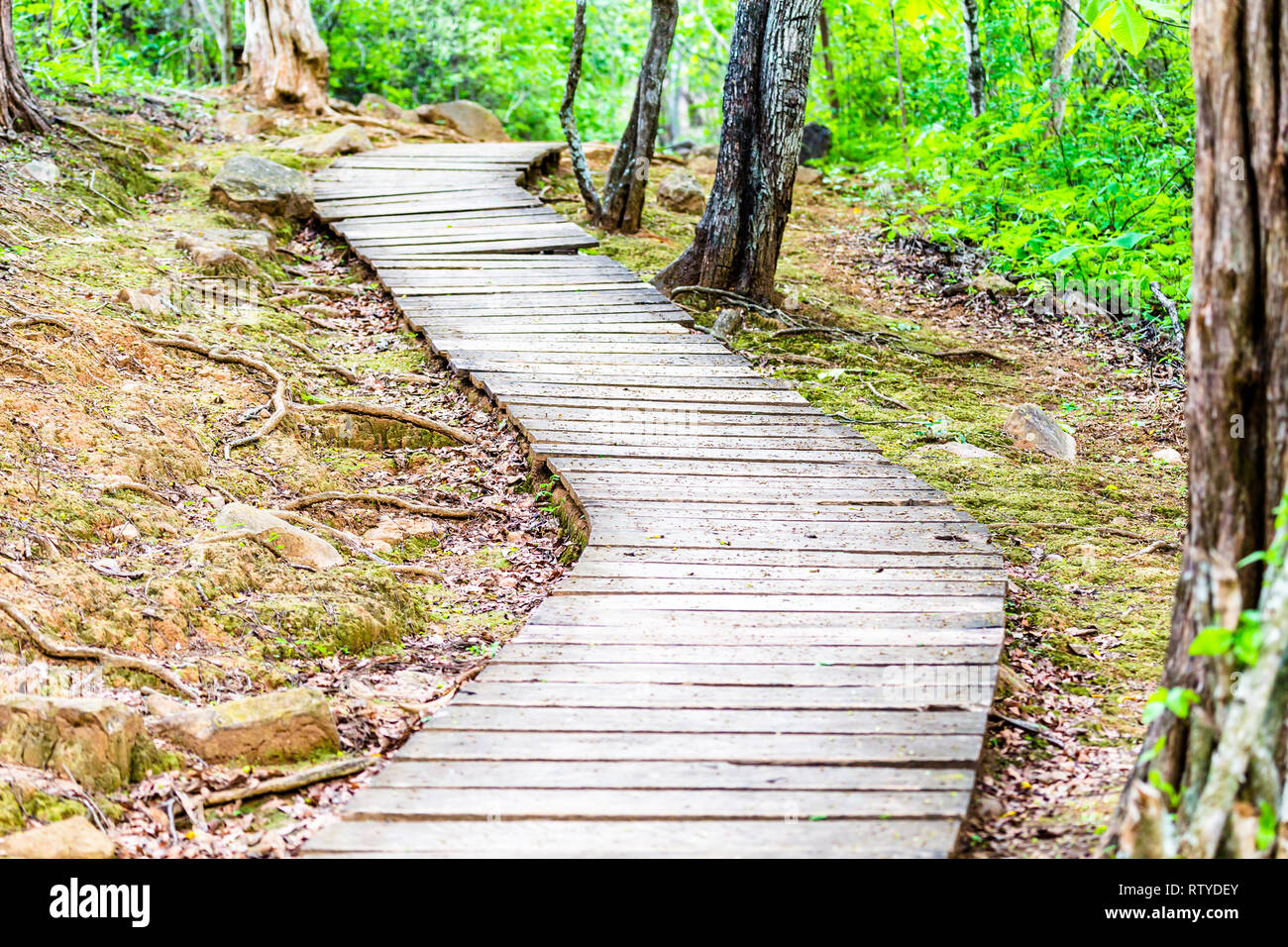Path of rustic wood through the petrified forest of Puyango Stock Photo ...