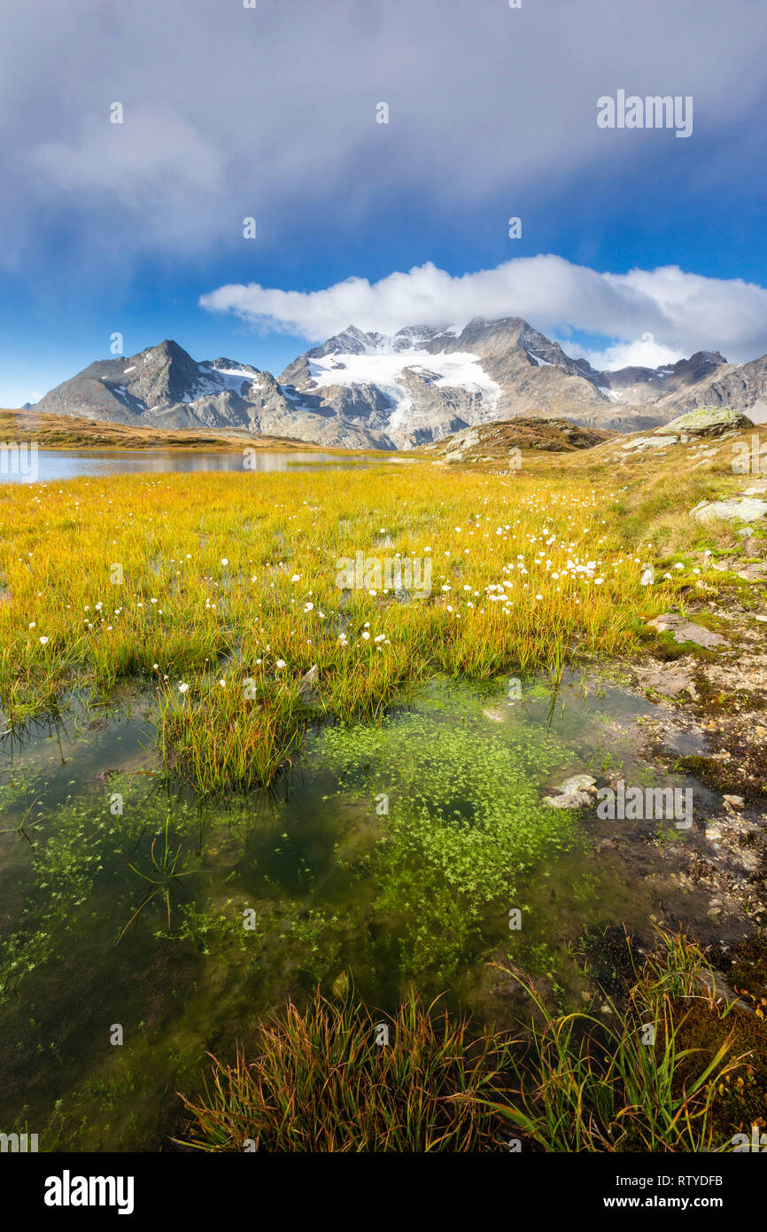 Shore of dal lake hi-res stock photography and images - Alamy