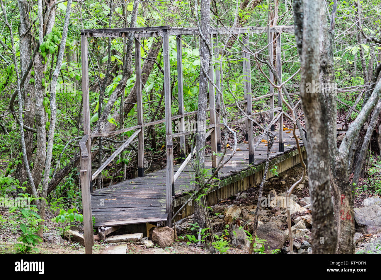 Path of rustic wood through the petrified forest of Puyango Stock Photo ...