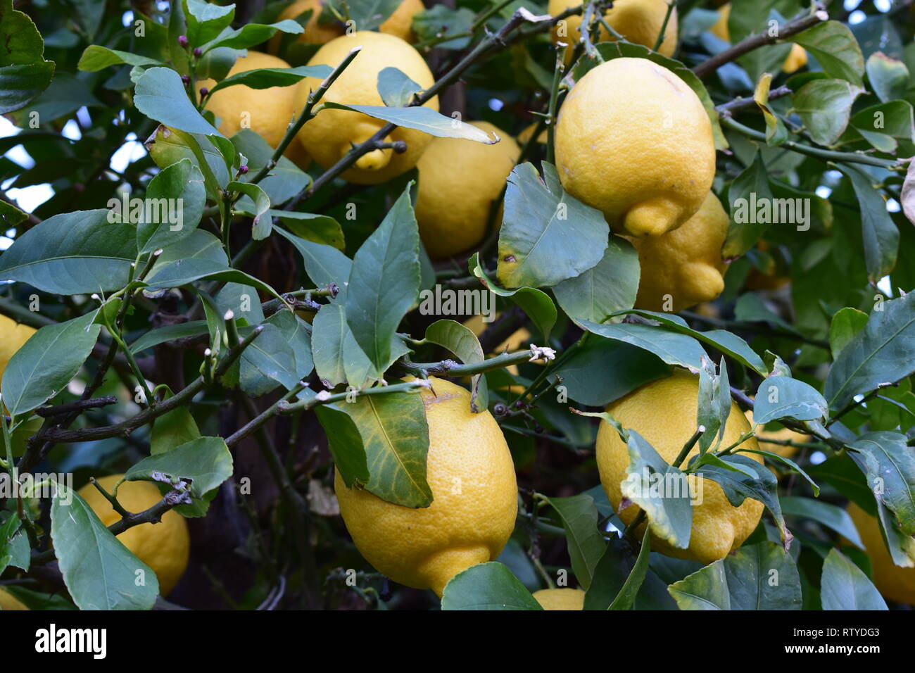 Full of lemons hi-res stock photography and images - Alamy