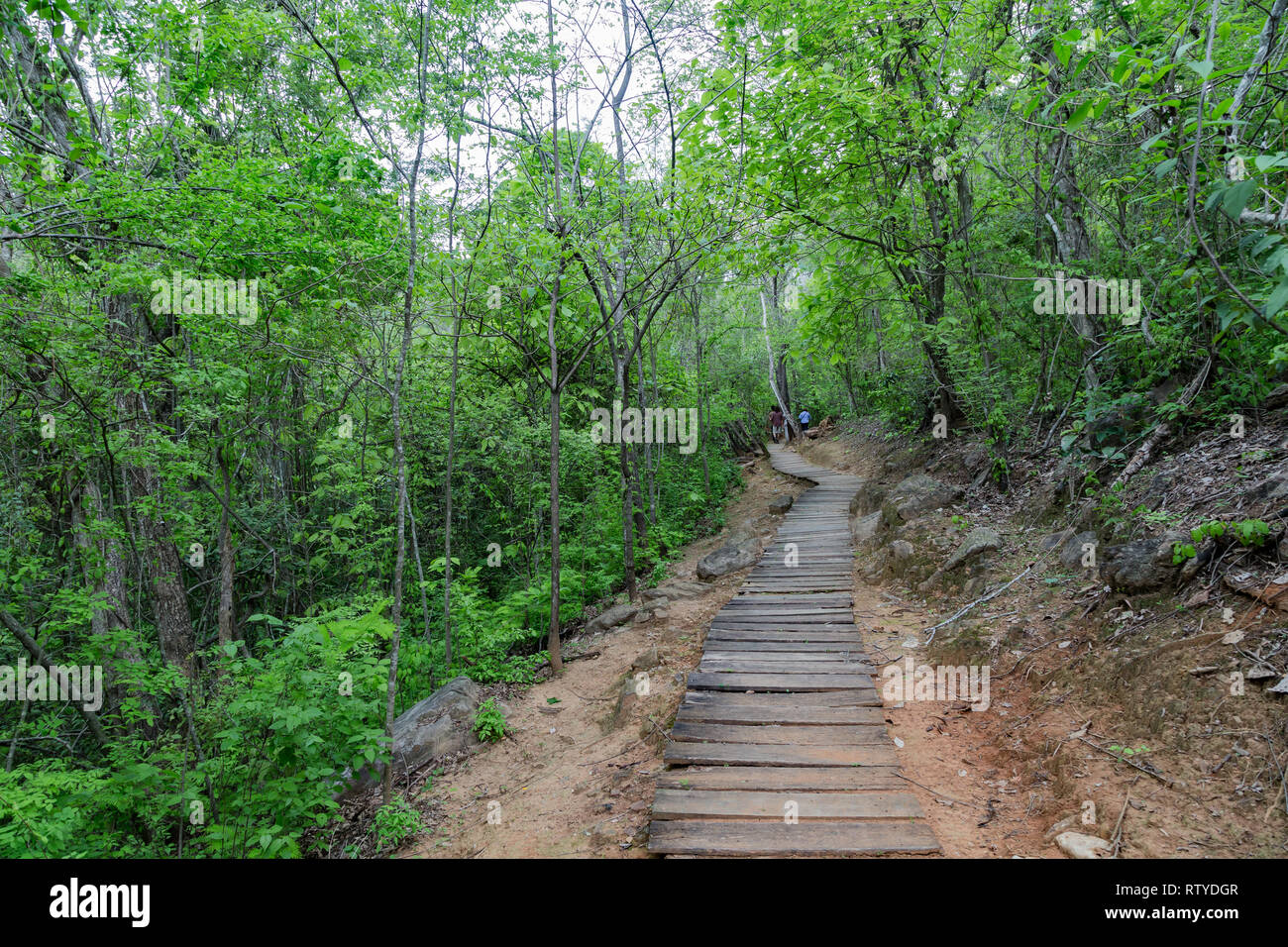 Path of rustic wood through the petrified forest of Puyango Stock Photo ...