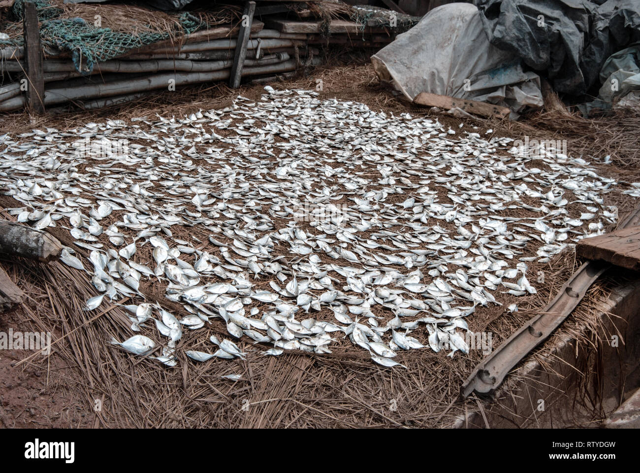 A photo of sun-drying koobi on the ground at the Elmina market in Ghana ...