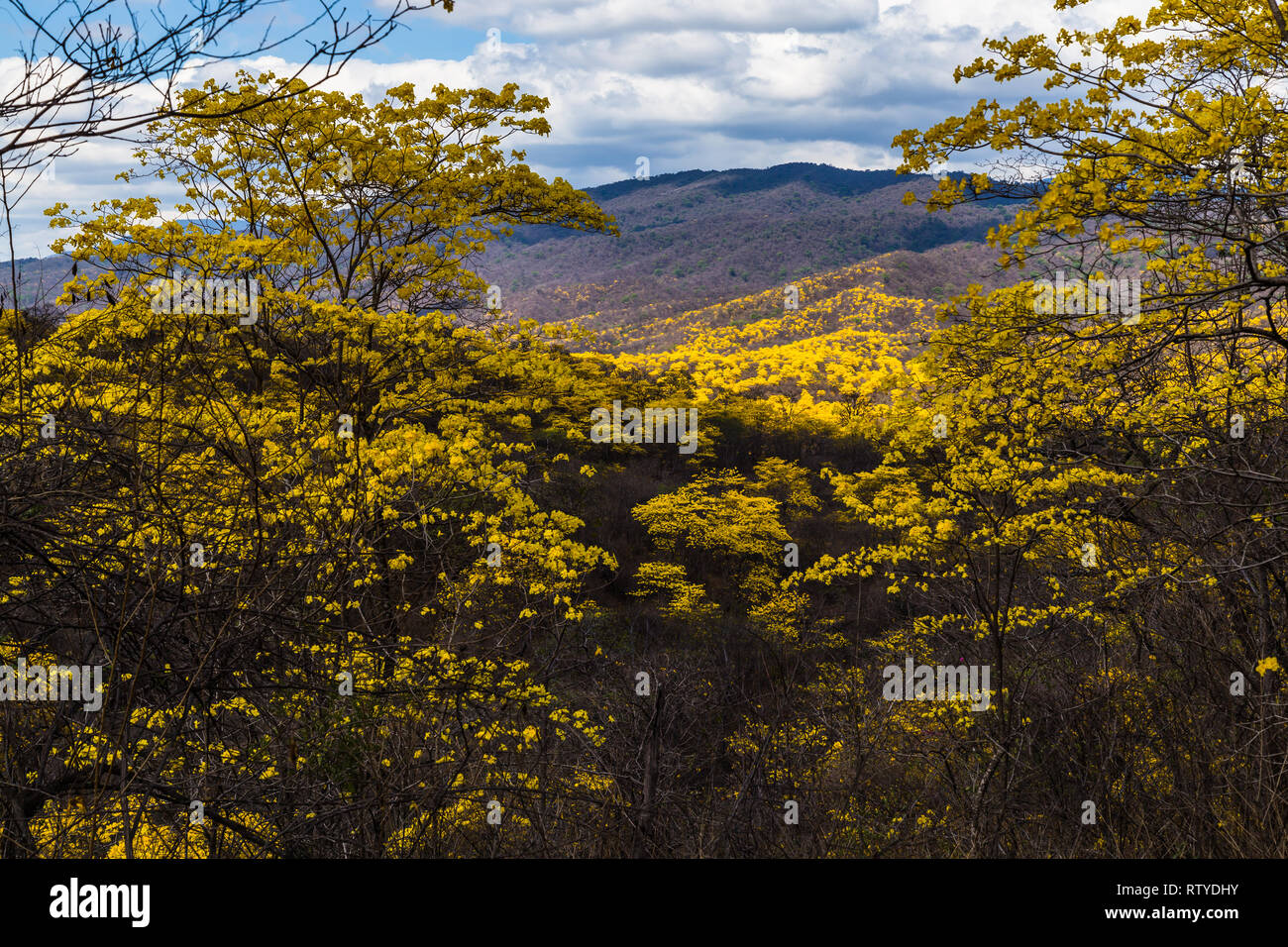 Trees of guayacán in flowering season. Ecuador, Loja Stock Photo - Alamy