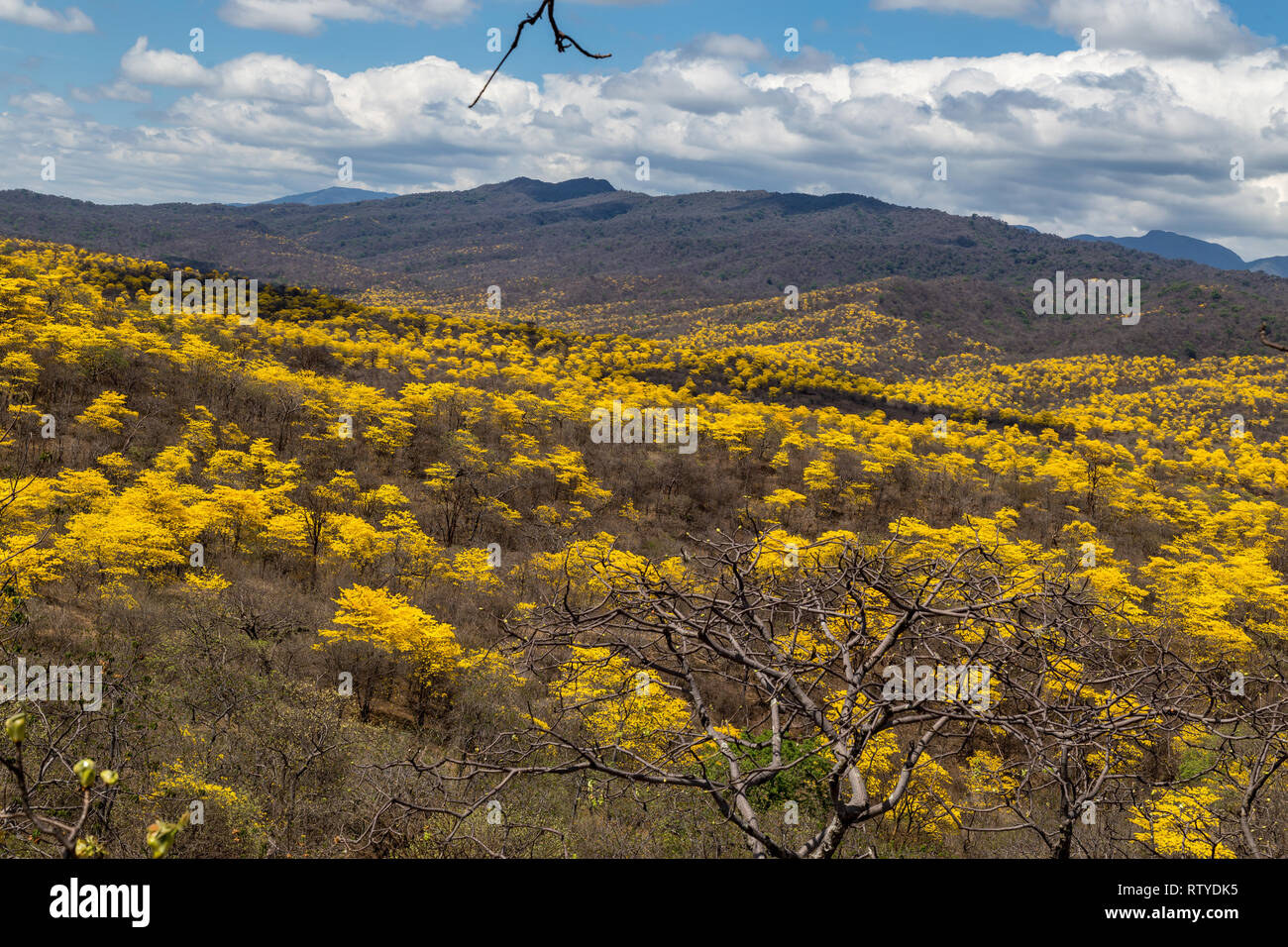 Trees of guayacán in flowering season. Ecuador, Loja Stock Photo - Alamy