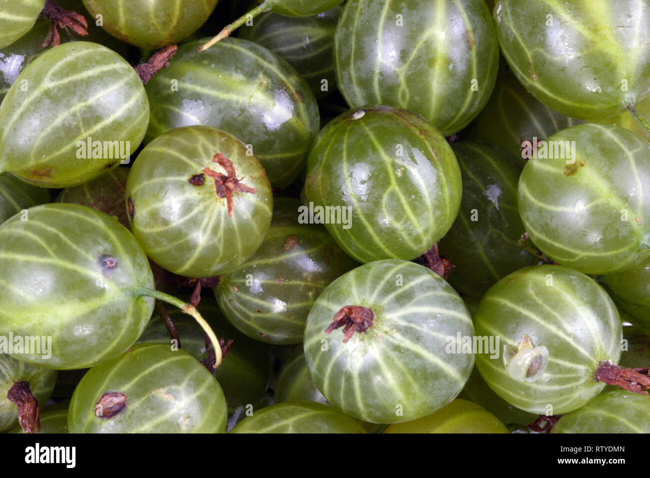 many green gooseberry fruit Stock Photo - Alamy