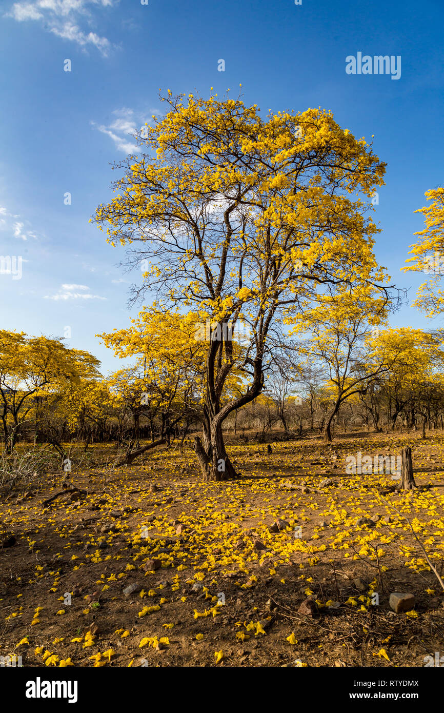 Trees of guayacán in flowering season. Ecuador, Loja Stock Photo - Alamy