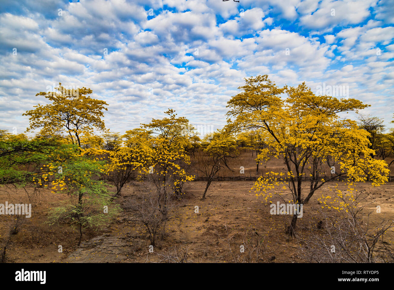 Trees of guayacán in flowering season. Ecuador, Loja Stock Photo - Alamy
