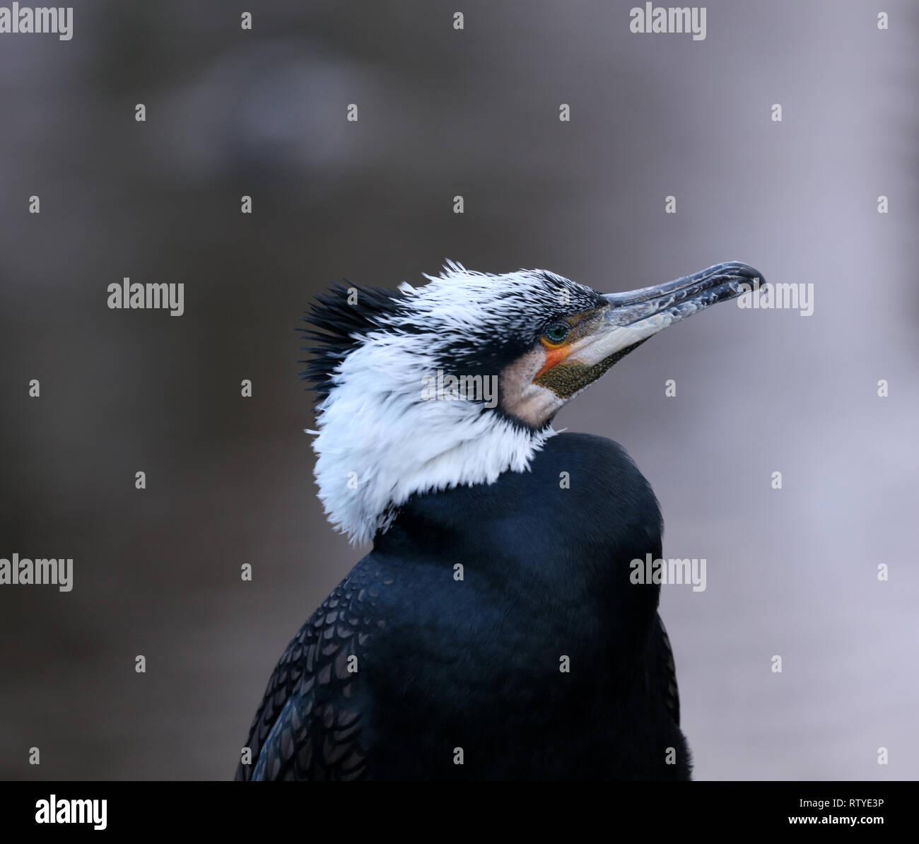 Kormoran diver hi-res stock photography and images - Alamy