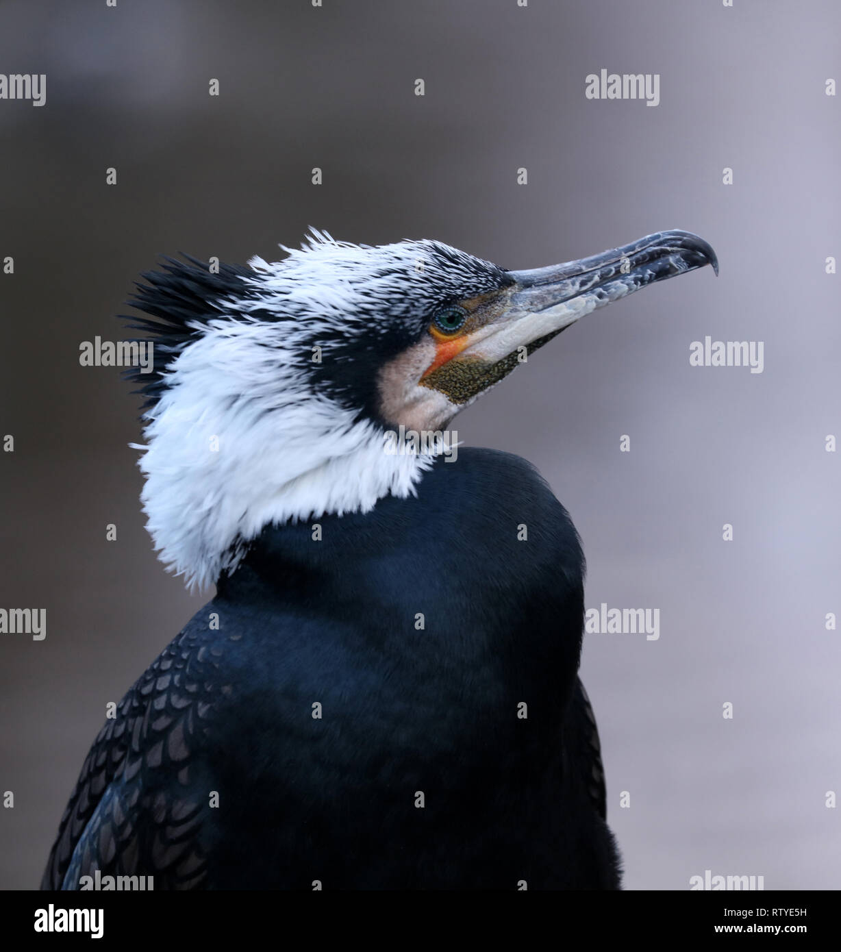 Portrait of Kormoran Stock Photo - Alamy
