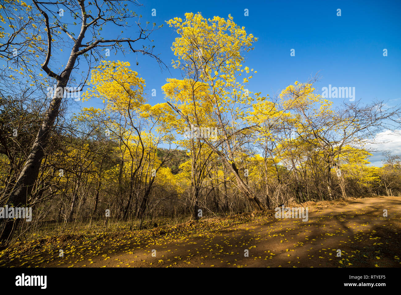 Trees of guayacán in flowering season. Ecuador, Loja Stock Photo - Alamy