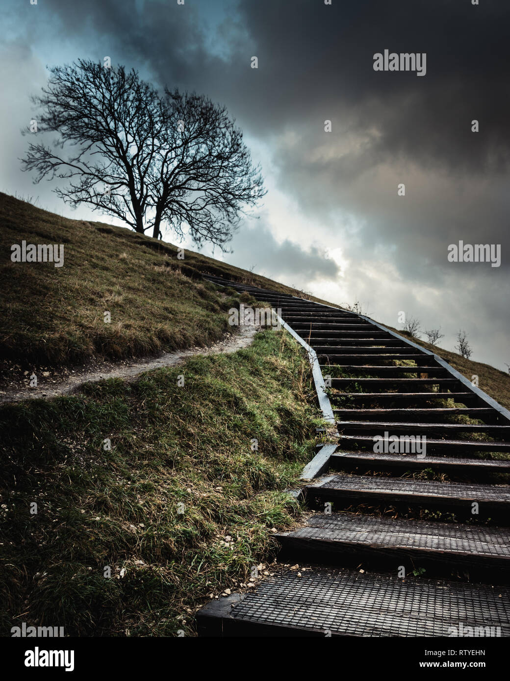 Wooden steps leading up to a tree at the top St Catherine's Hill ...