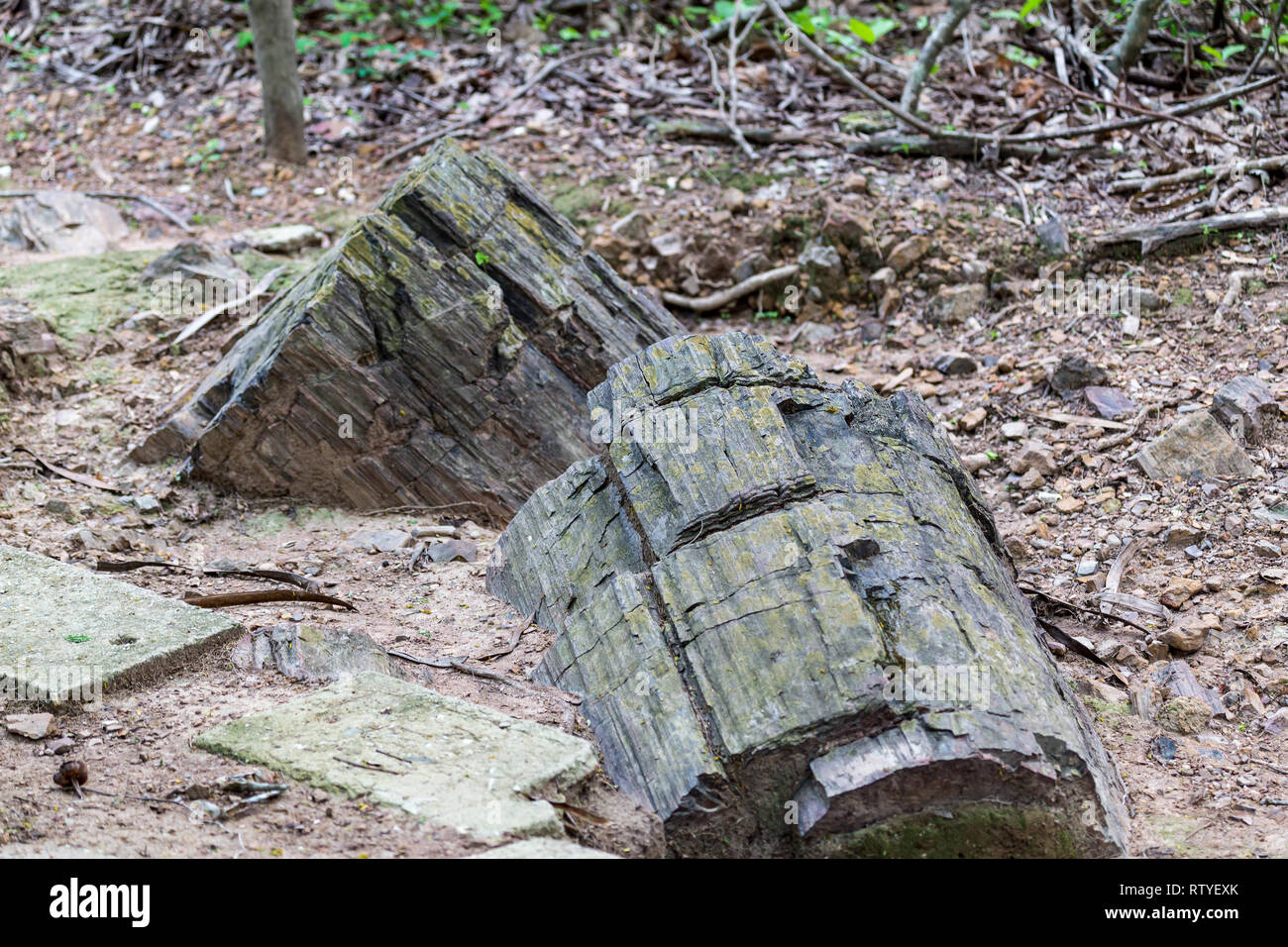 Fossilized trunks in the Petrified Forest of Puyango in southern ...