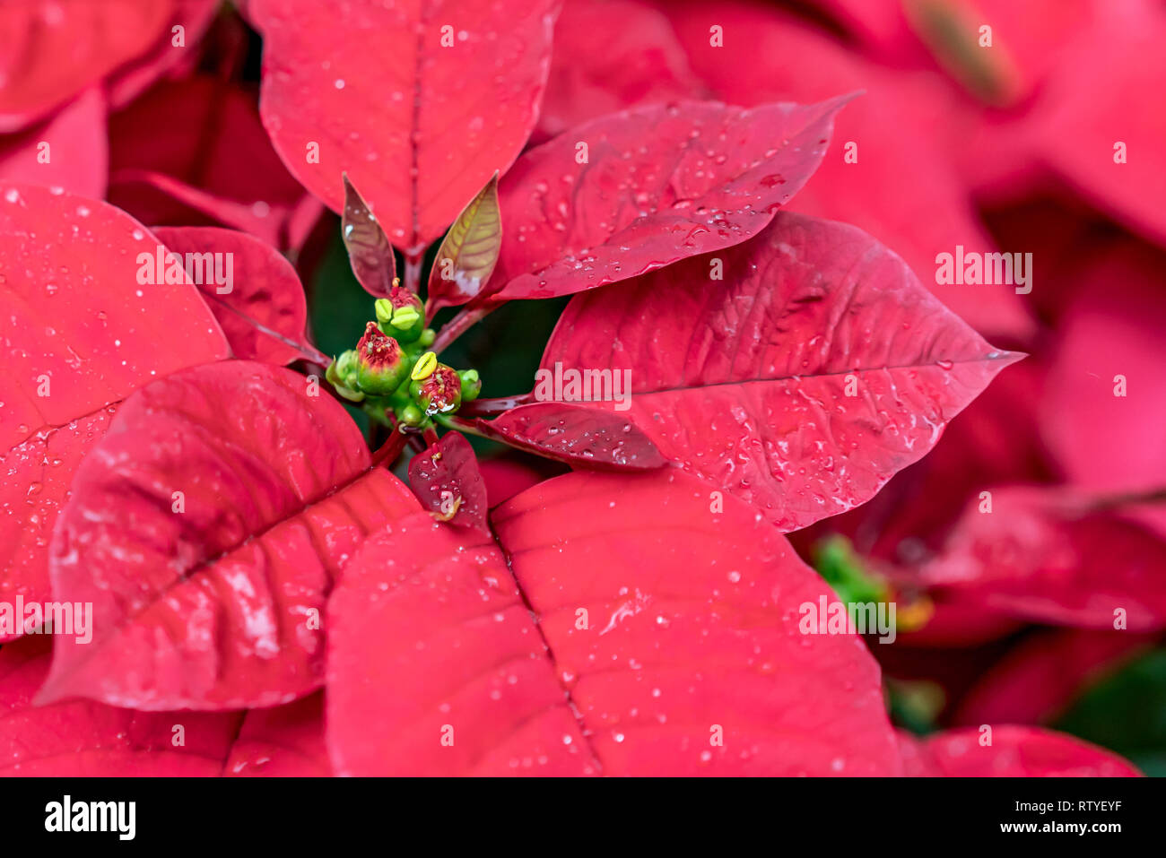 The Mexican Poinsettia, called the Christmas flower, is used in ...