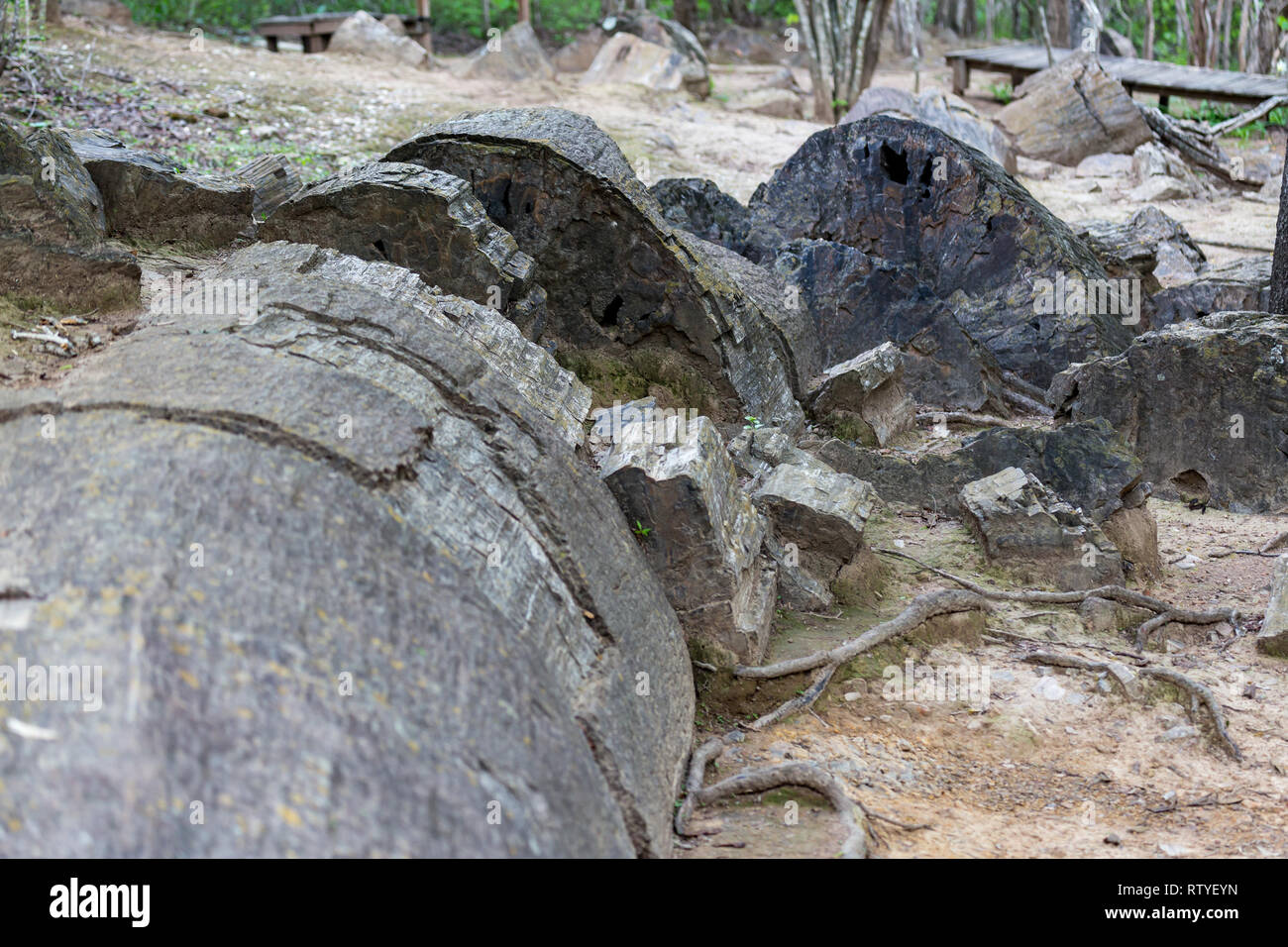Fossilized trunks in the Petrified Forest of Puyango in southern ...