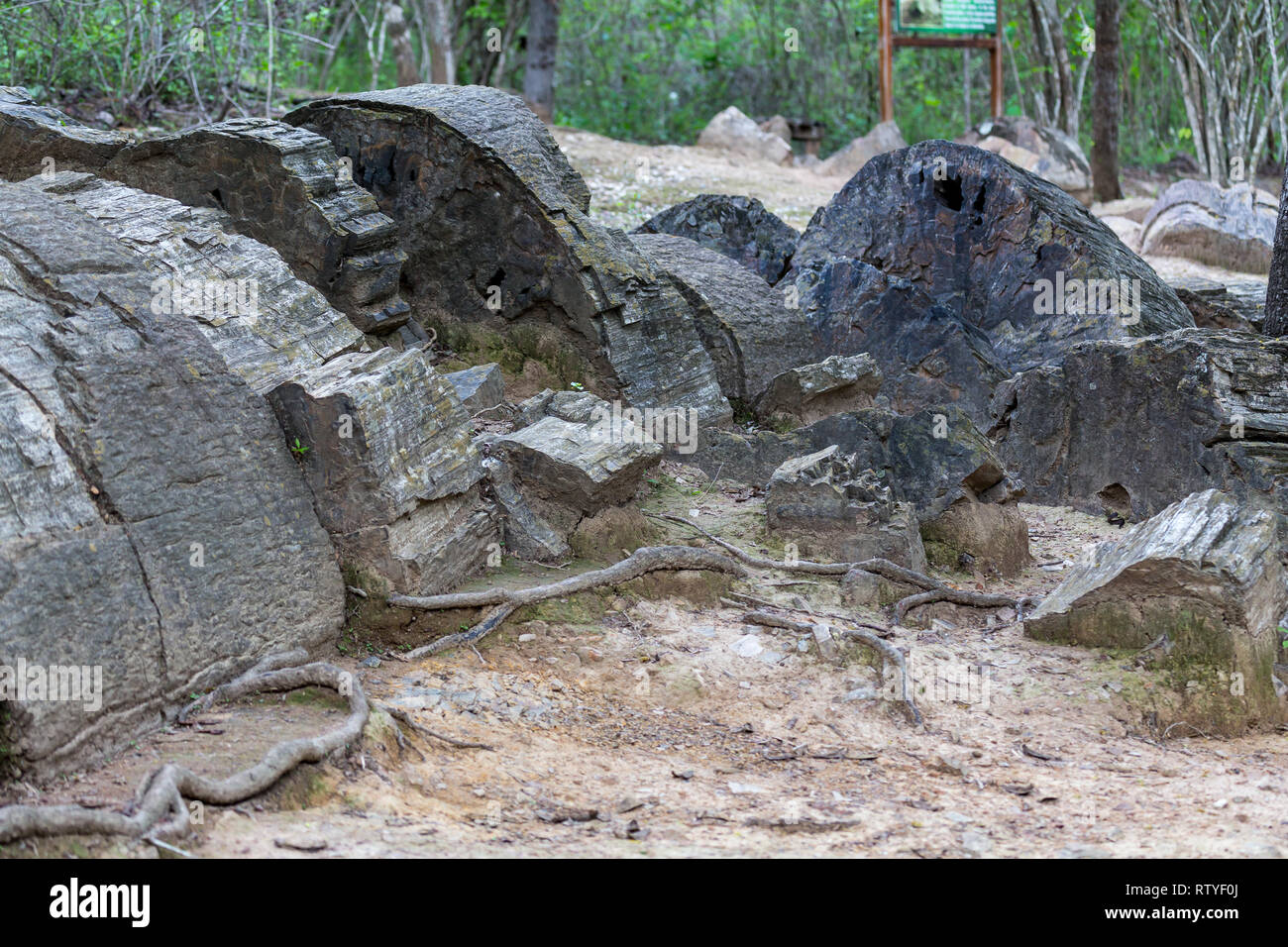 Fossilized trunks in the Petrified Forest of Puyango in southern ...