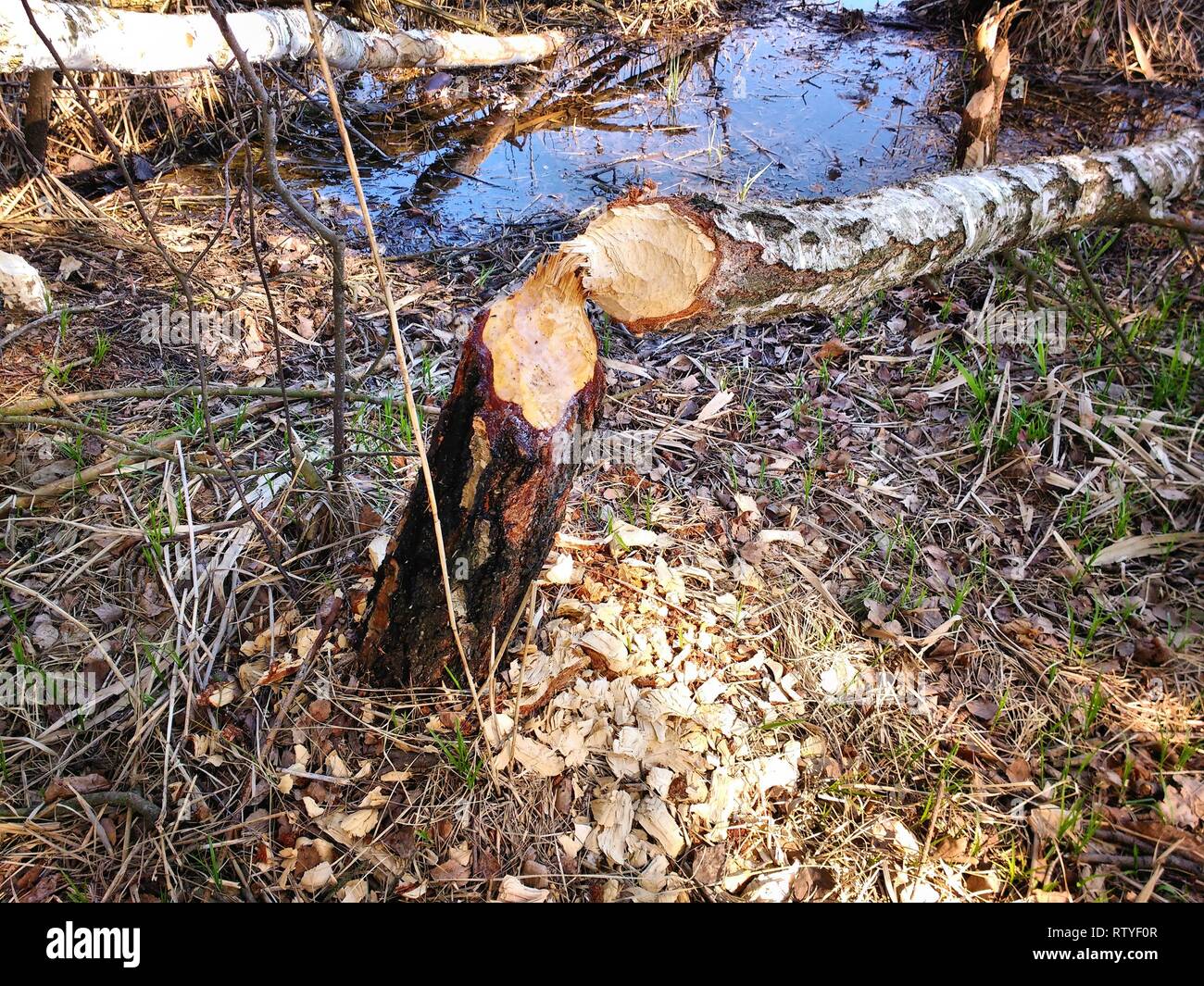 Beaver tree damage hi-res stock photography and images - Alamy