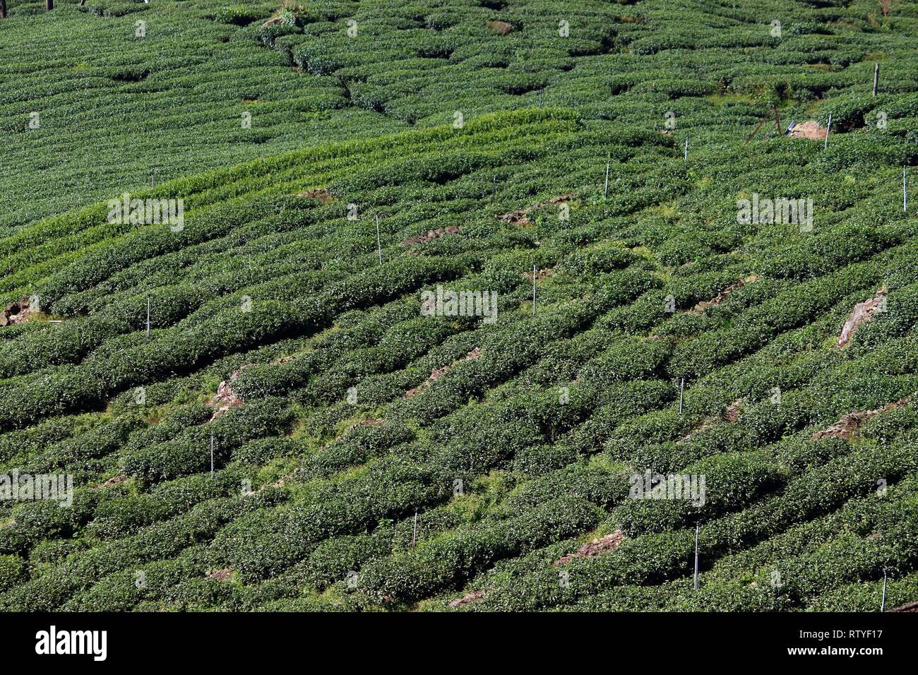 Tea farm in Taiwan. Hillside tea plantations in Shizhuo, Alishan ...