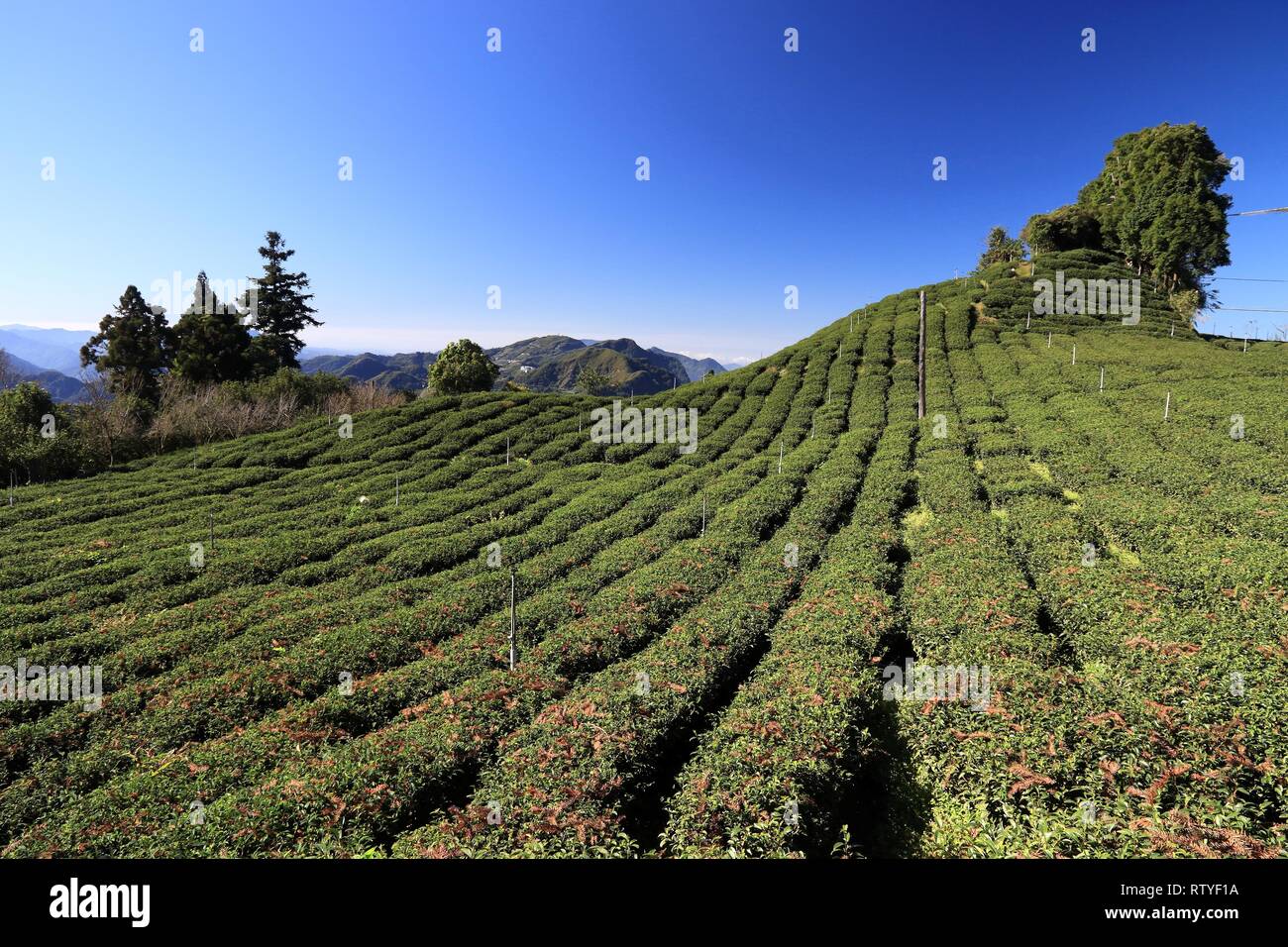 Tea farm in Taiwan. Hillside tea plantations in Shizhuo, Alishan ...