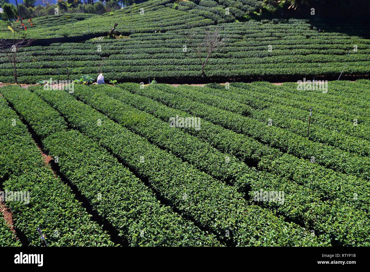 Tea plantation in Taiwan. Hillside tea plantations in Shizhuo, Alishan ...