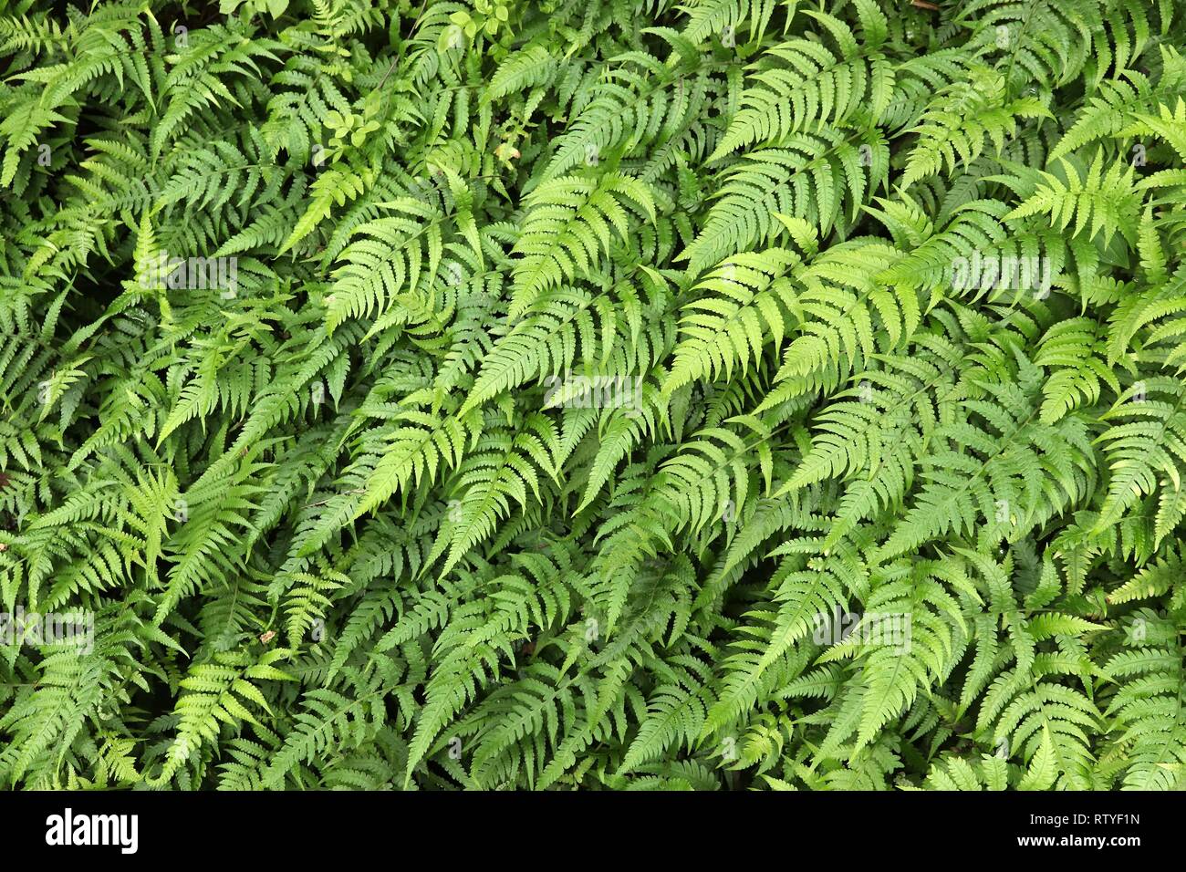 Green background - natural fern texture. Floral pattern Stock Photo - Alamy