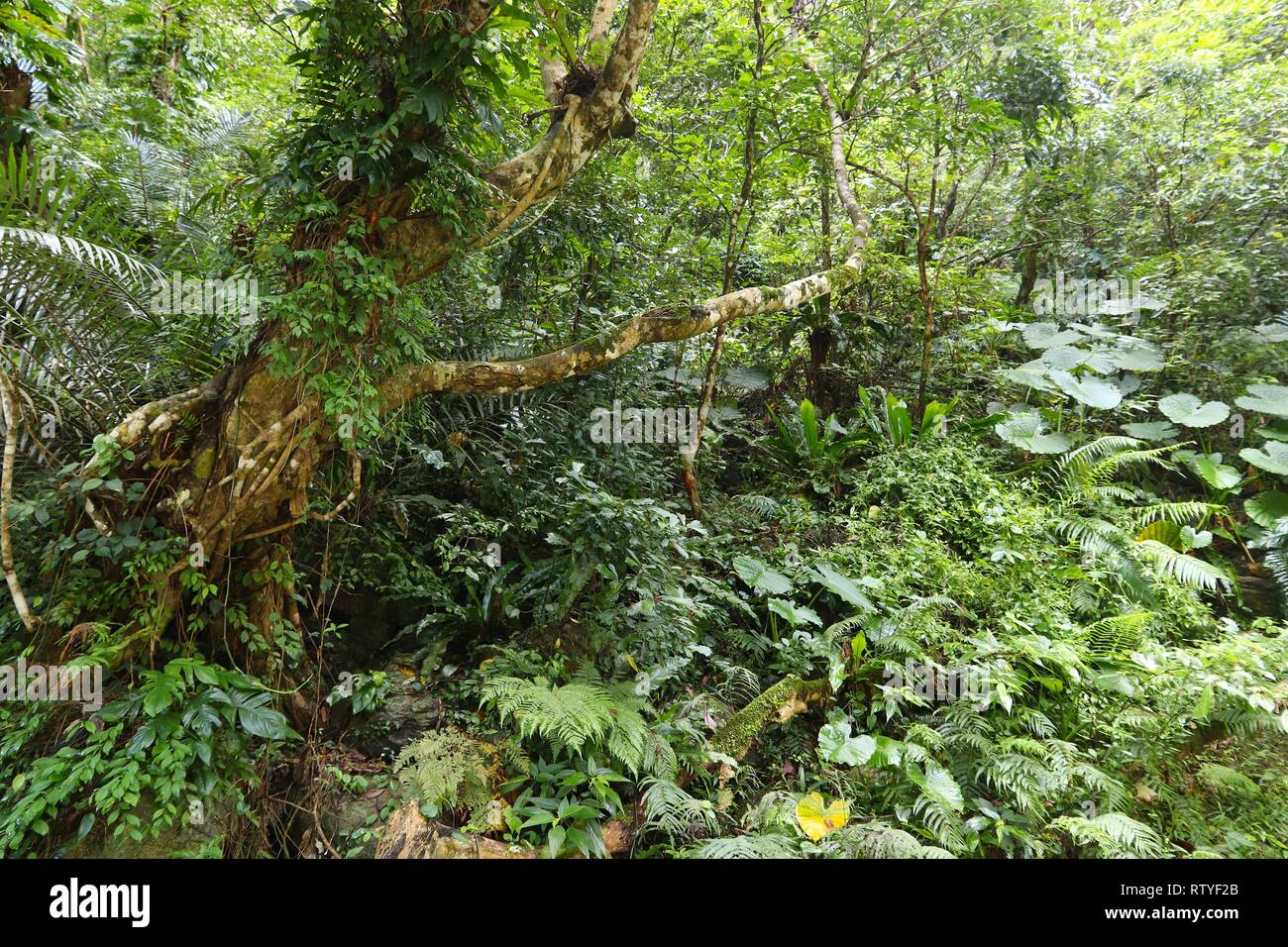 Taiwan jungle. Taroko National Park in Taiwan. Lush rainforest flora ...