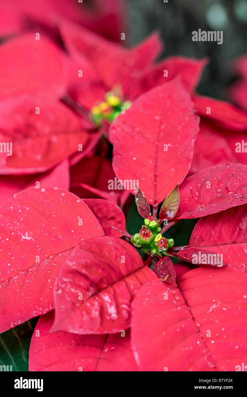 The Mexican Poinsettia, called the Christmas flower, is used in ...