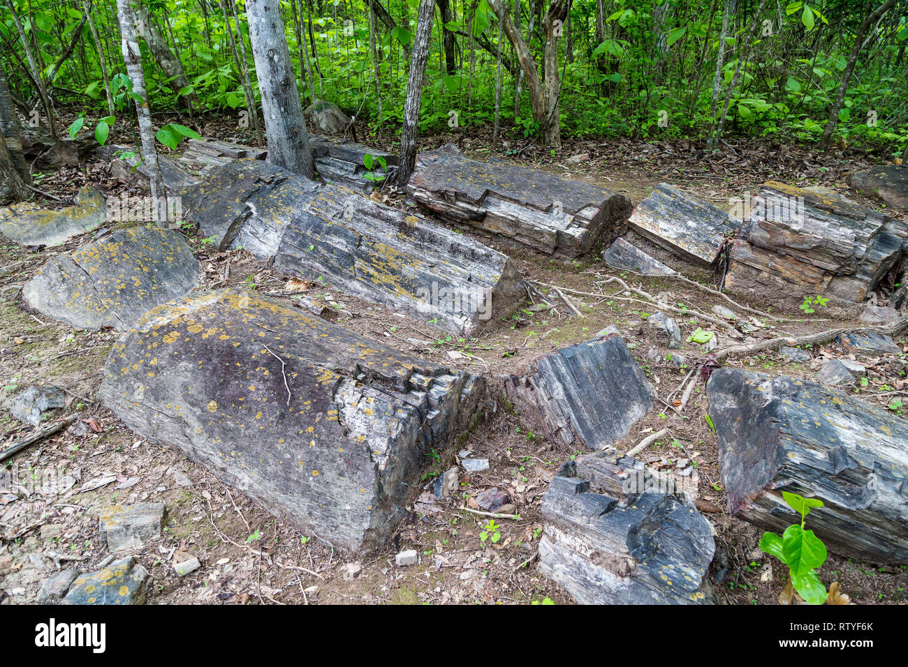 Fossilized trunks in the Petrified Forest of Puyango in southern ...