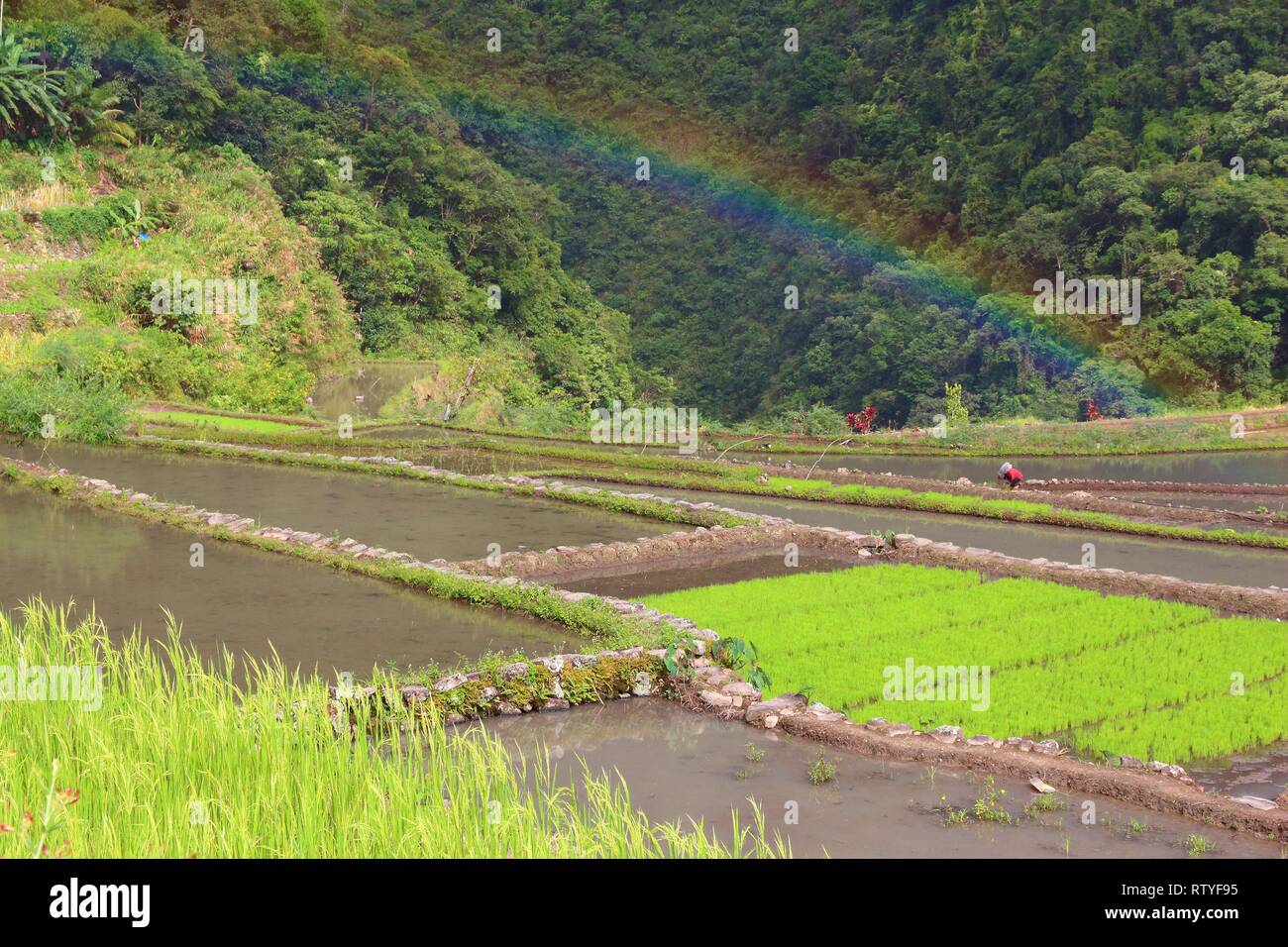 Green rice paddies in Batad, Philippines. Rainbow in the background ...