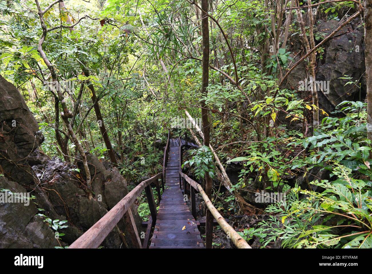 Jungle trail forest in Palawan island, Philippines. Tropical karst ...