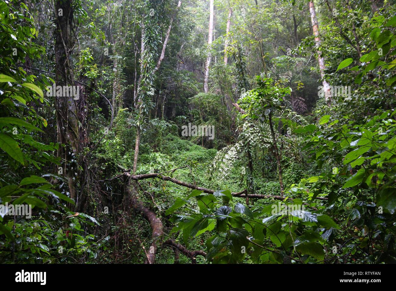 Philippines jungle hi-res stock photography and images - Alamy