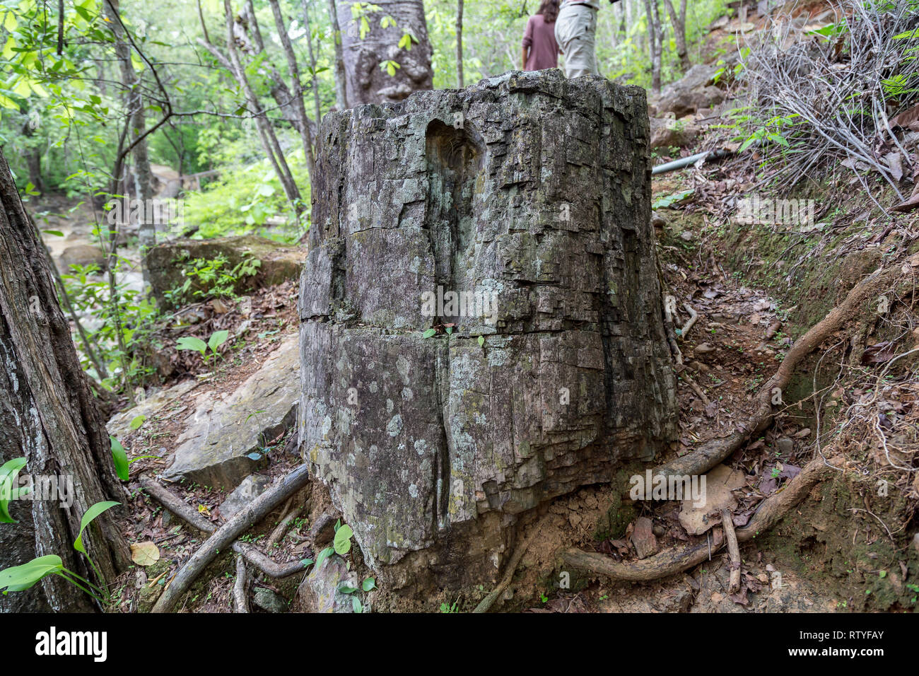 Fossilized tree trunks hi-res stock photography and images - Alamy
