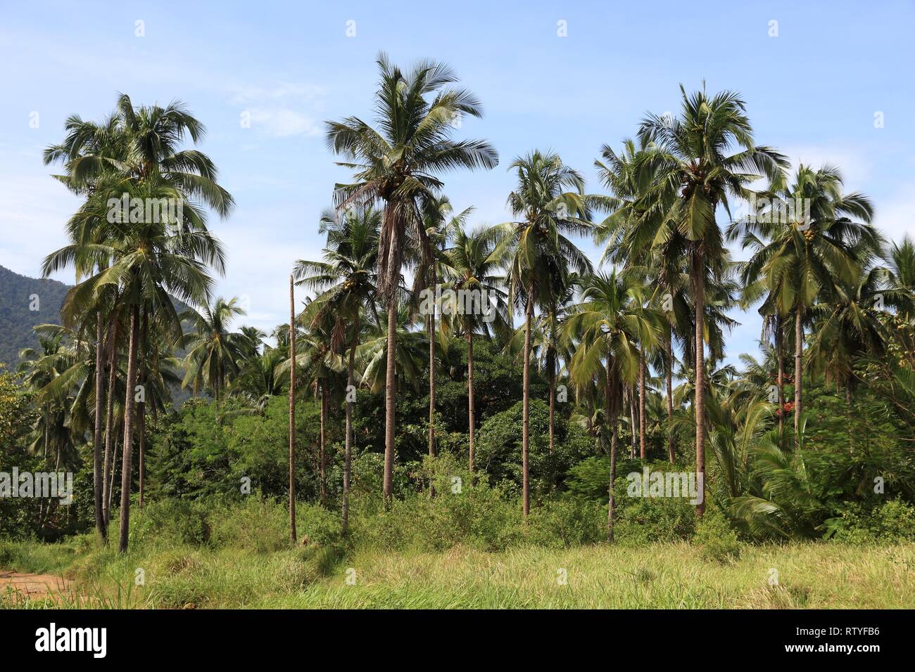 Palm trees of Palawan. Natural landscape in Philippines Stock Photo - Alamy