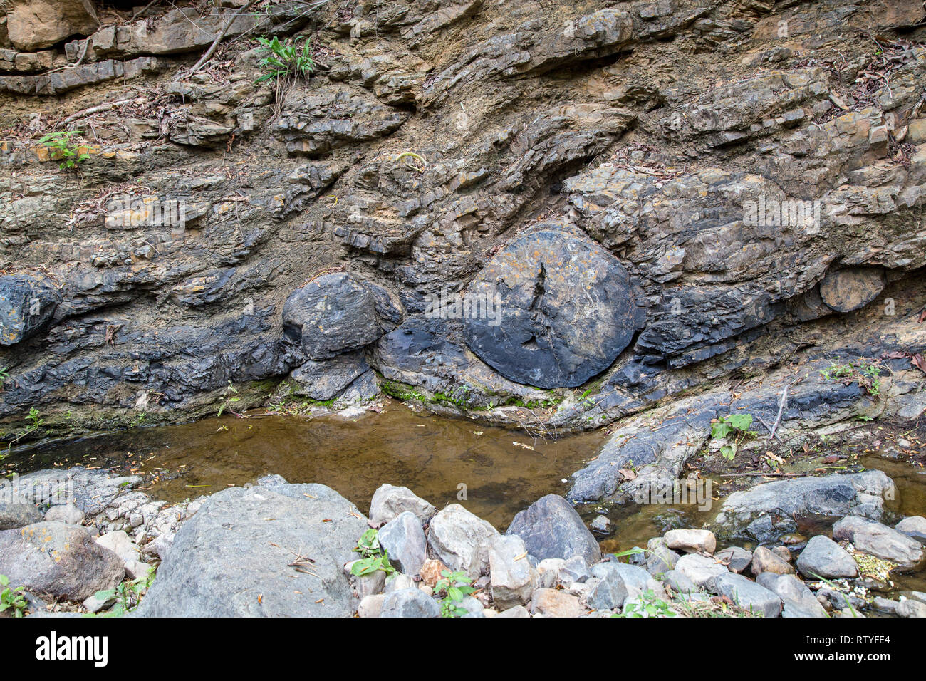 Fossilized trunks in the Petrified Forest of Puyango in southern ...