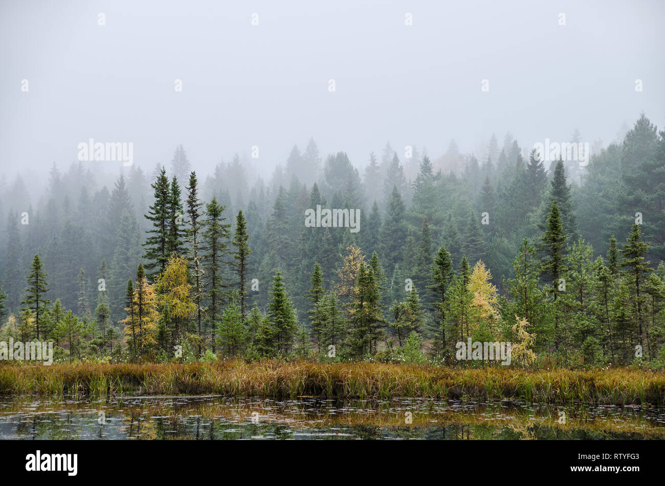 Tamarack Trees High Resolution Stock Photography and Images - Alamy