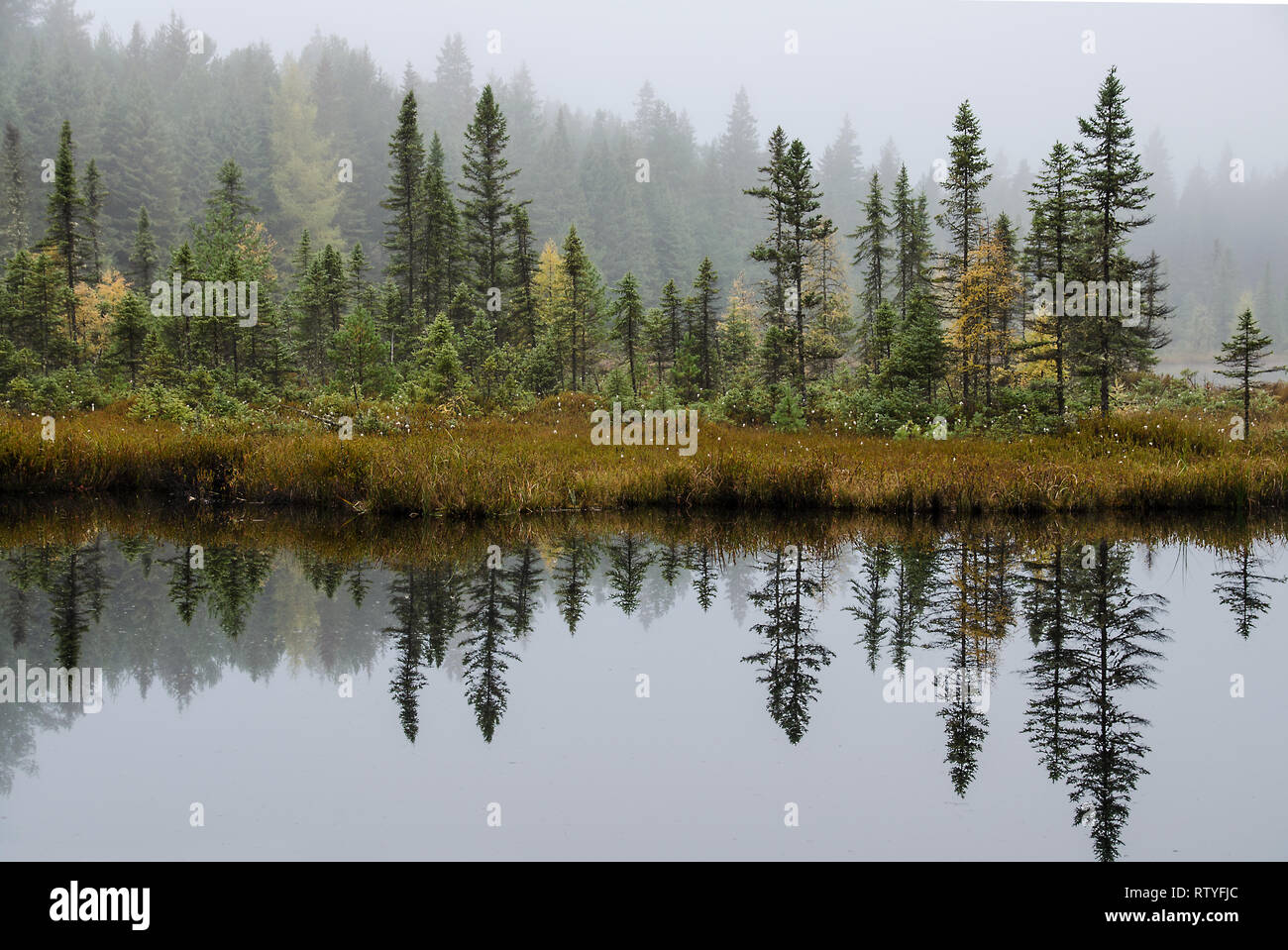 Tamarack Trees High Resolution Stock Photography and Images - Alamy