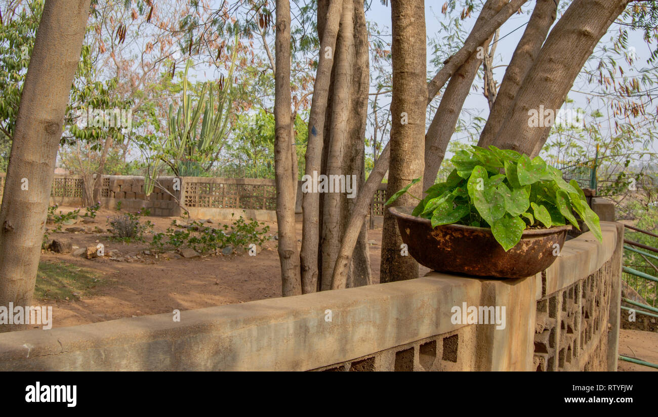 A nice photo of a natural green garden with trees in rural Ghana, West ...