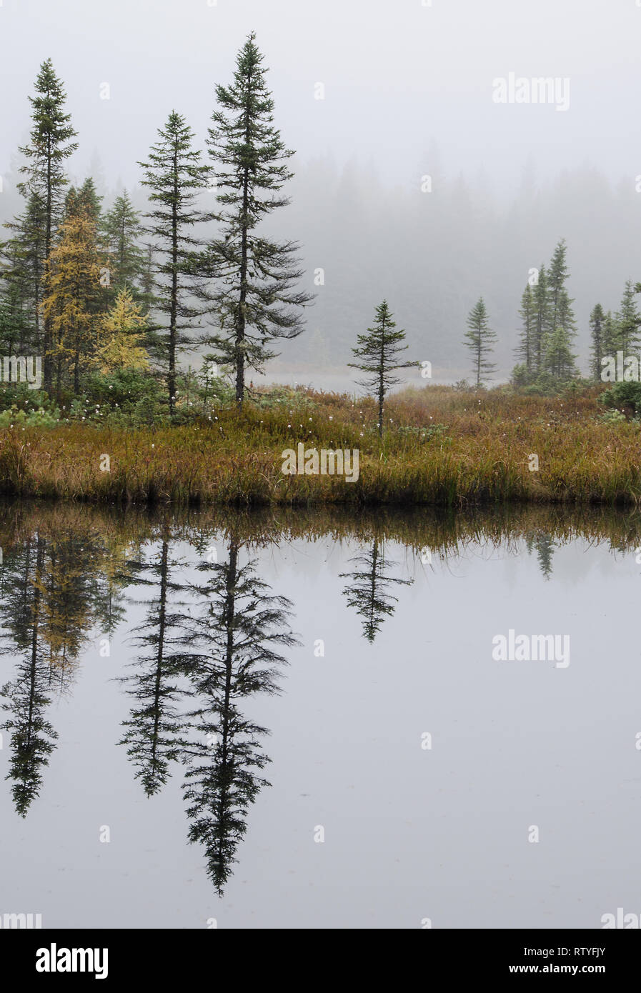 Tamarack Trees High Resolution Stock Photography and Images - Alamy