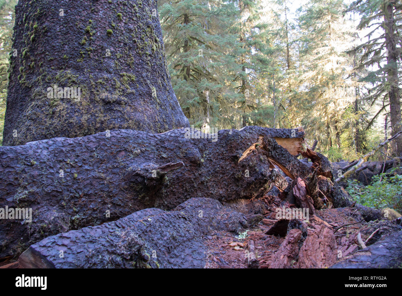Worlds Largest Spruce Tree High Resolution Stock Photography and Images ...