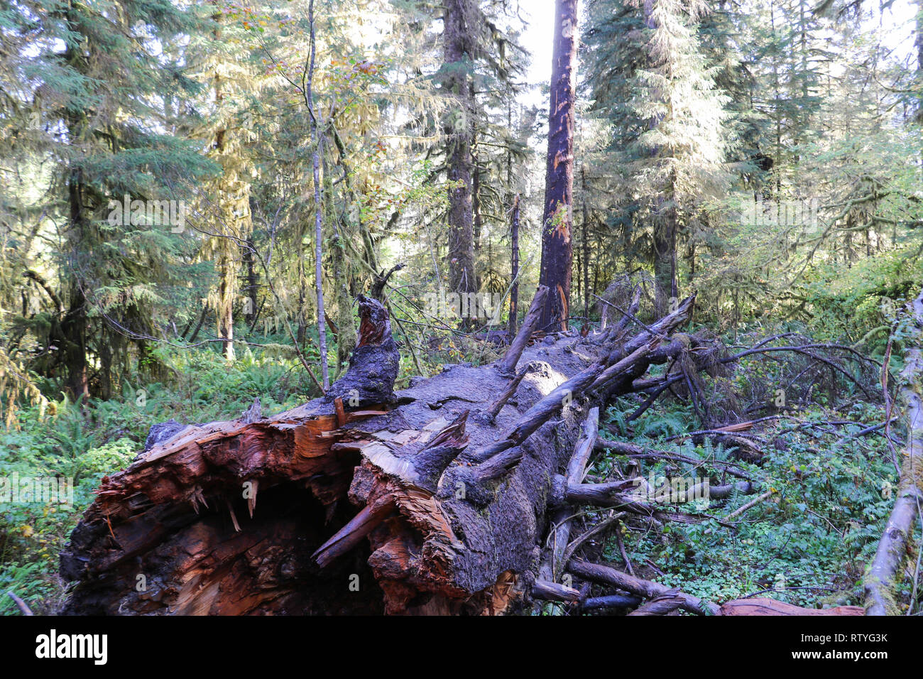 Olympic National Park is a wild, vast wilderness of nature. Deep in the ...