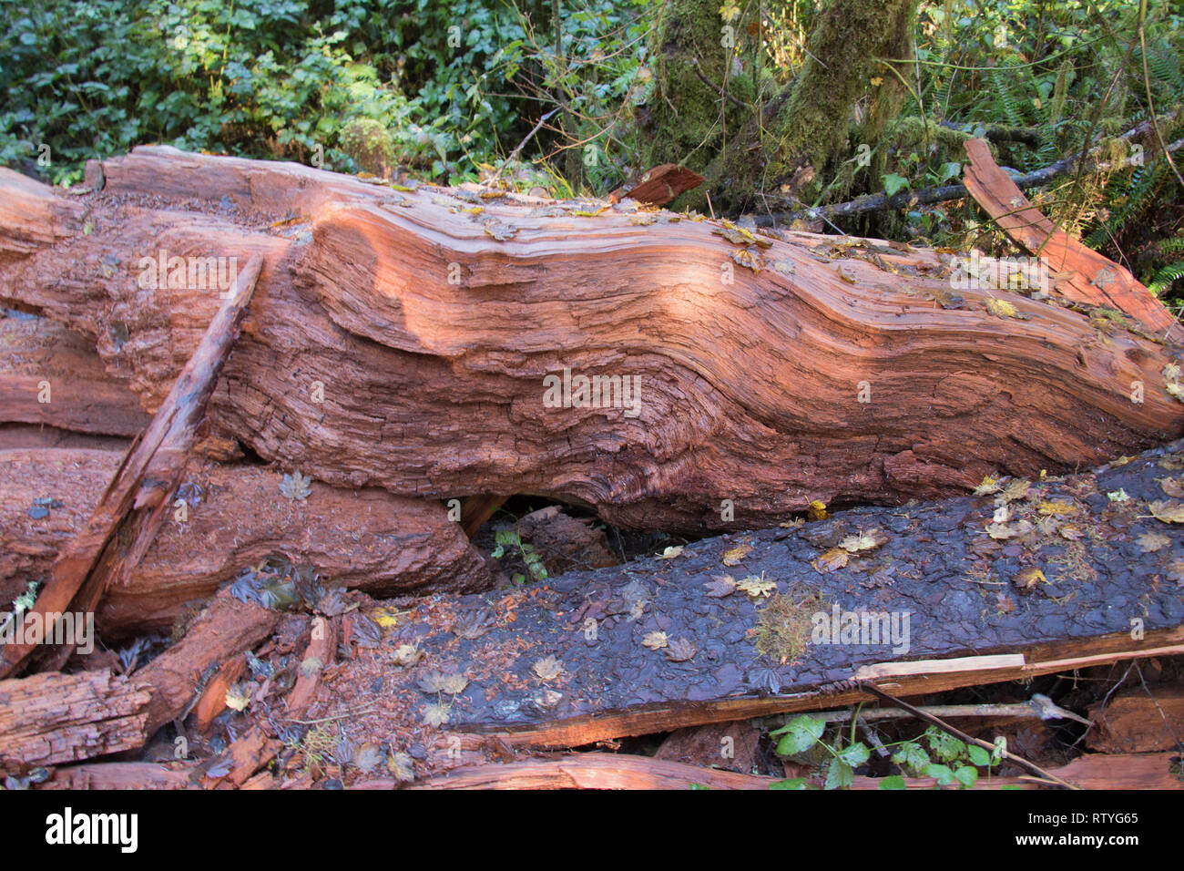 Olympic National Park is a wild, vast wilderness of nature. Deep in the ...